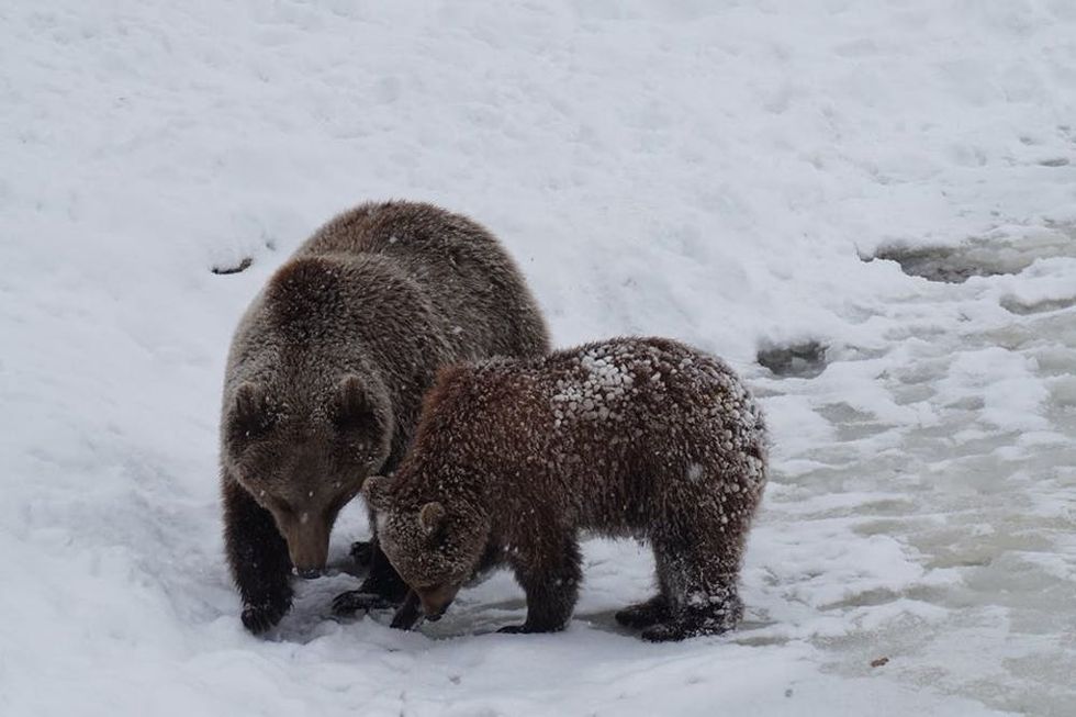 20 Bucket List Travel Destinations for Animal Lovers - Brit + Co