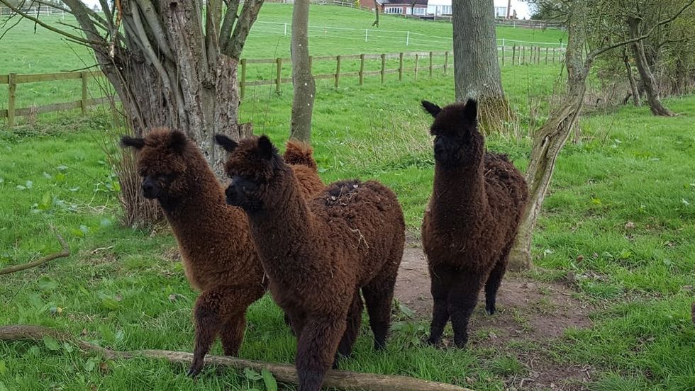 8 Airbnbs That Will Let You Live Out All of Your Alpaca Dreams - Brit + Co