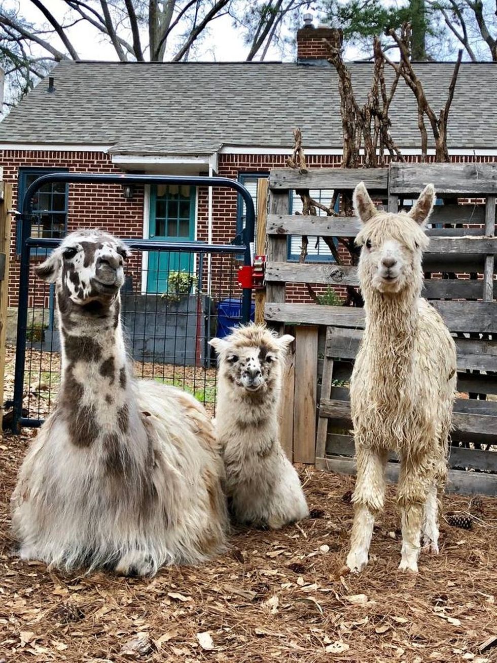 8 Airbnbs That Will Let You Live Out All of Your Alpaca Dreams - Brit + Co