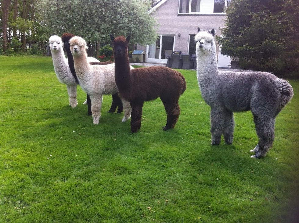 8 Airbnbs That Will Let You Live Out All of Your Alpaca Dreams - Brit + Co