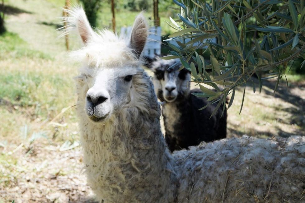 8 Airbnbs That Will Let You Live Out All of Your Alpaca Dreams - Brit + Co