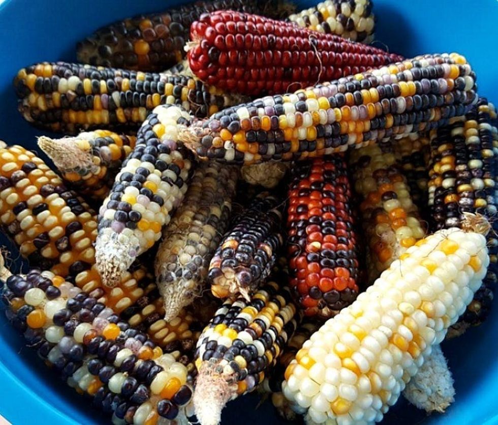 10 Urban Gardeners You Should Follow on Instagram Right Now - Brit + Co