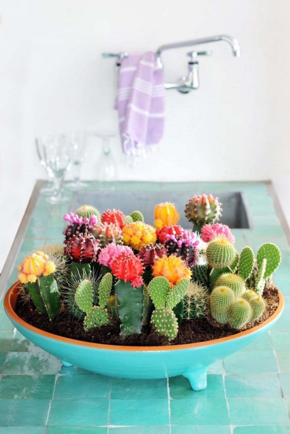 11 Crazy Cool House Plants Trending in 2016 - Brit + Co
