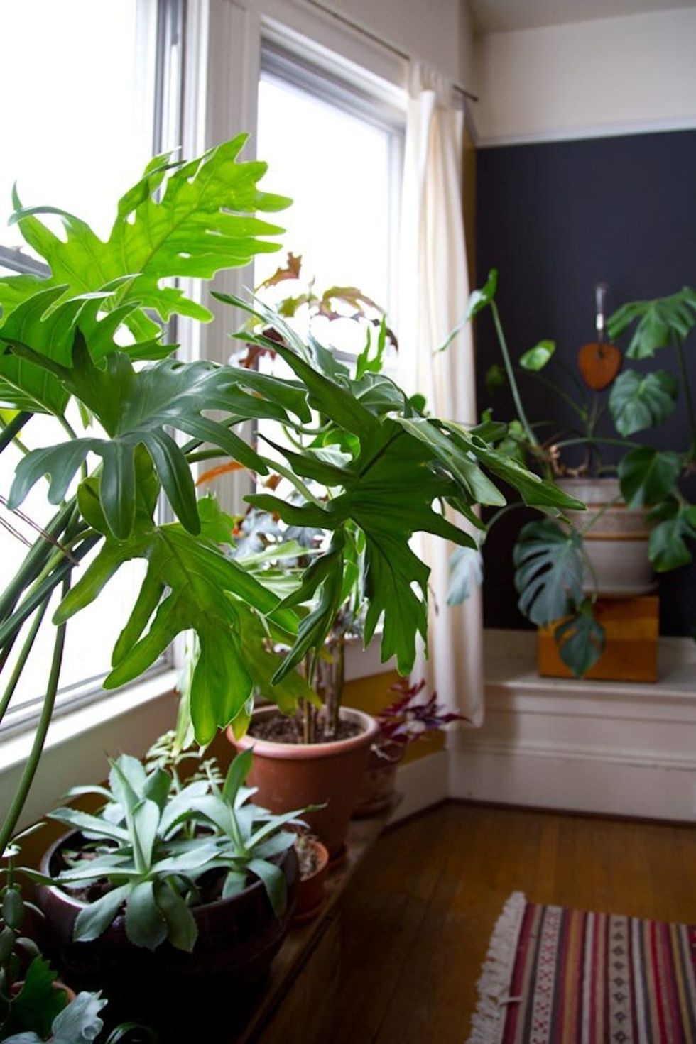 20 Weird House Plants You Didn’t Know You Needed - Brit + Co