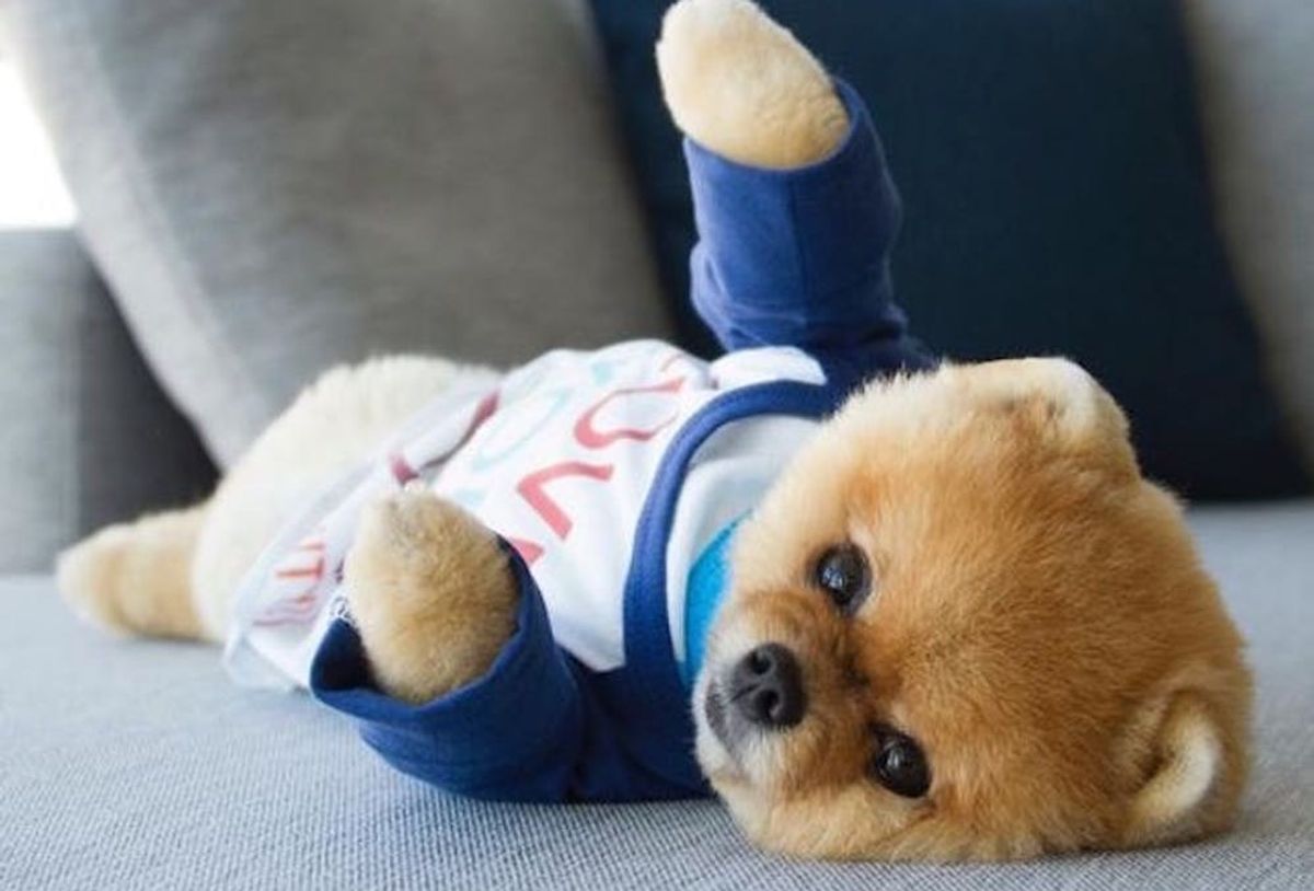 23 Instagram Dogs That Will Brighten Up Your Day Brit Co 23 Instagram Dogs That Will Brighten Up Your Day Brit Co
