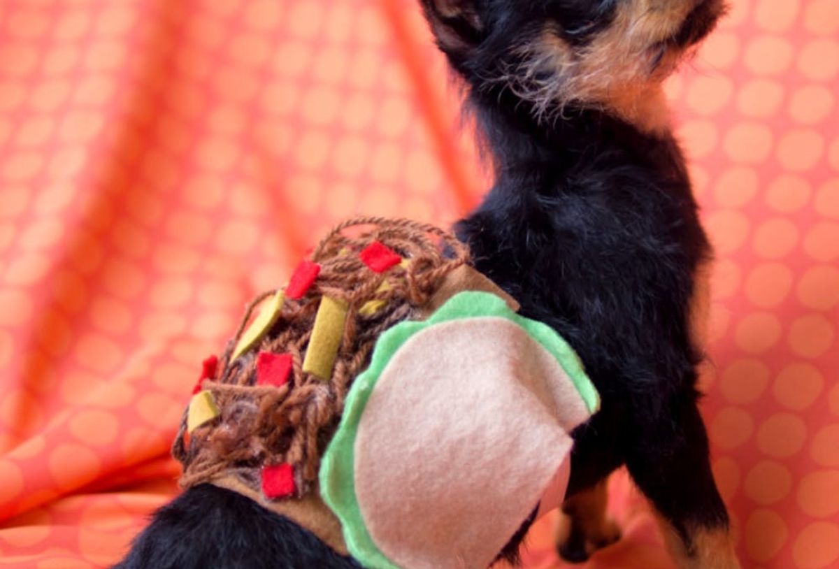 How to Dress Up Your Dog in a Taco Costume for Halloween - Brit + Co