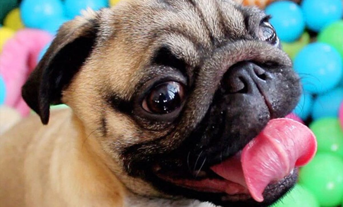 Cute Overload: Pug’s First Time in a Ball Pit - Brit + Co