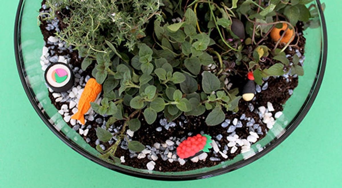Create Your Own Herb Terrarium Centerpiece - Brit + Co