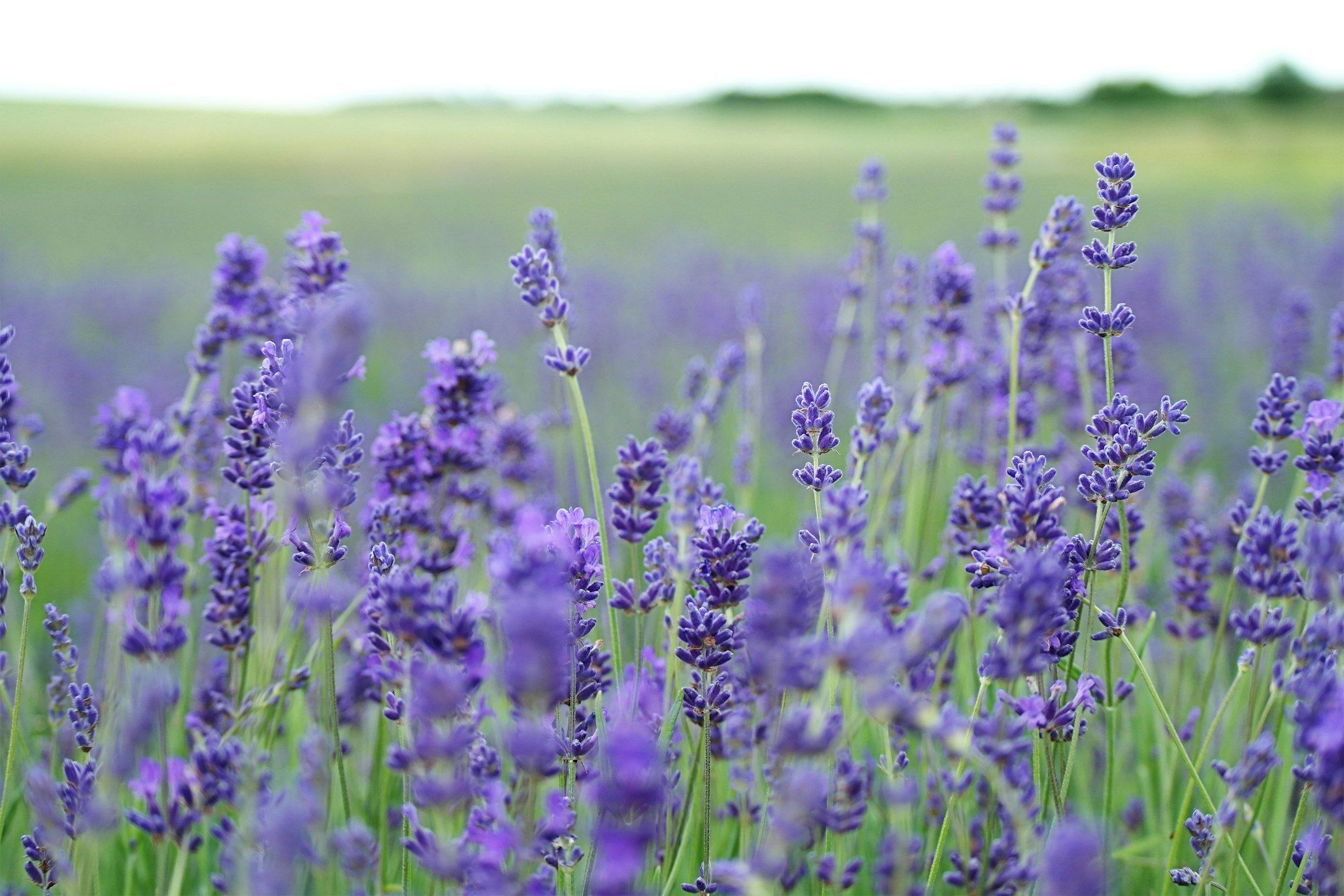These Are The 10 Most Popular Flowers In The U.S. - Brit + Co