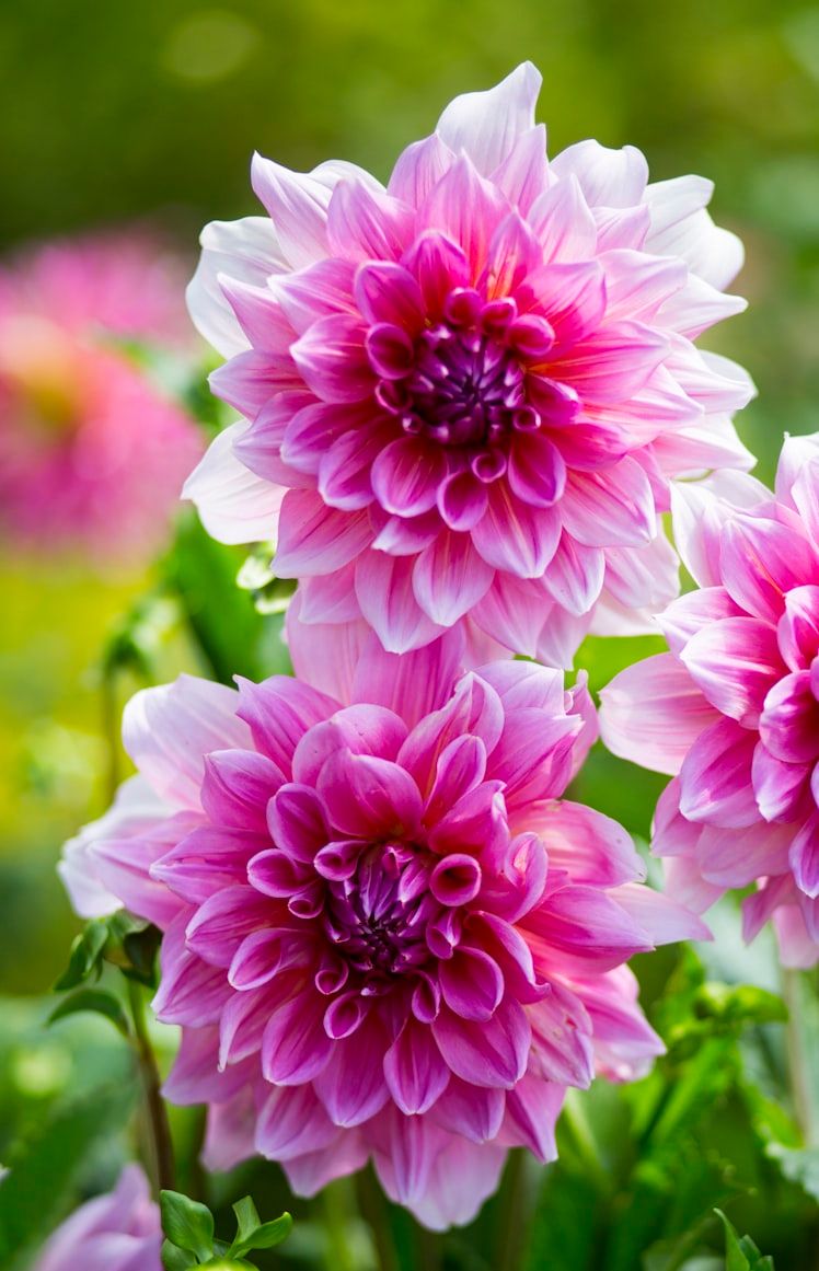 These Are The 10 Most Popular Flowers In The U.S. - Brit + Co