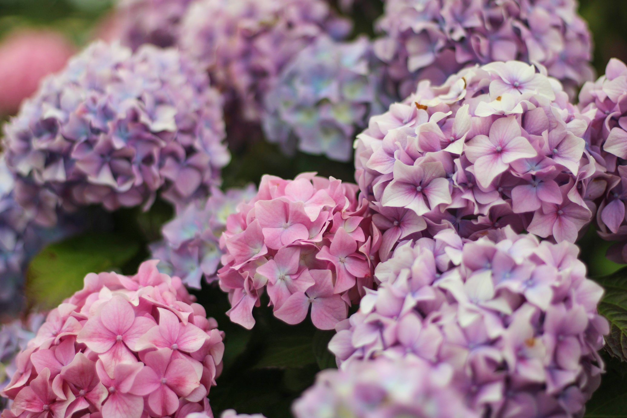 These Are The 10 Most Popular Flowers In The U.S. - Brit + Co