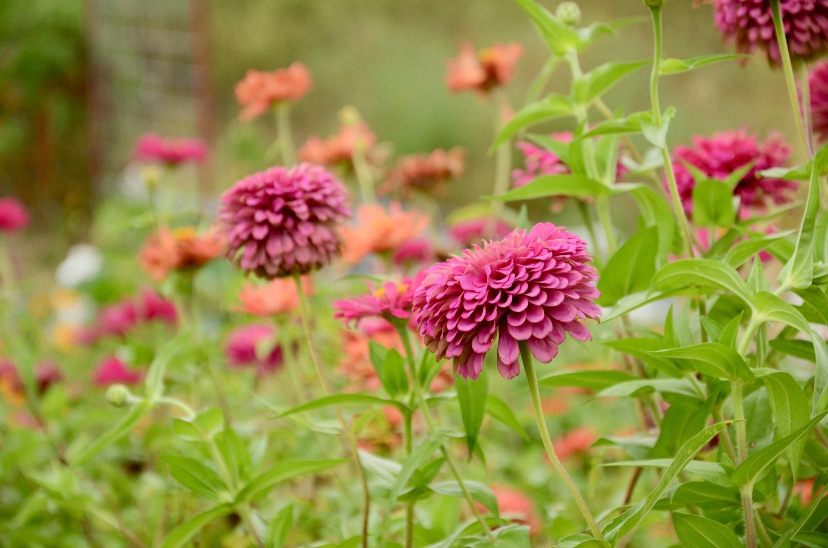 7 Flowers to Start Your Garden Right Now - Brit + Co