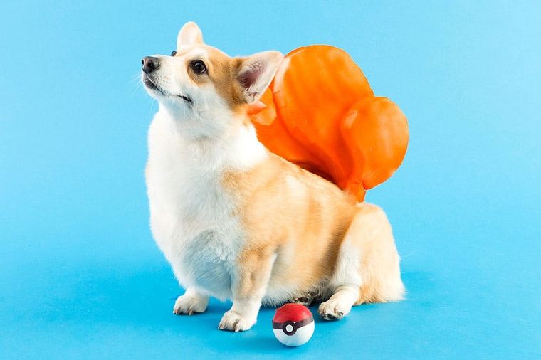 Corgi In Pokemon Costume