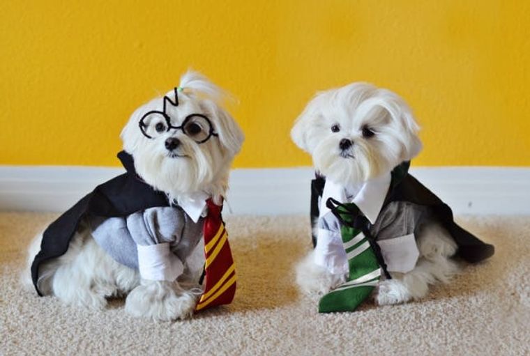 Dogs In Harry Potter Costumes