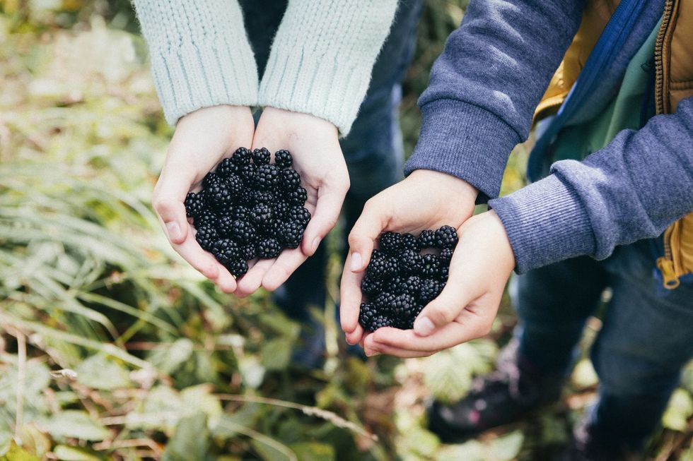 7 Wild Berries You Can Pick and Eat on Your Next Camping Trip - Brit + Co