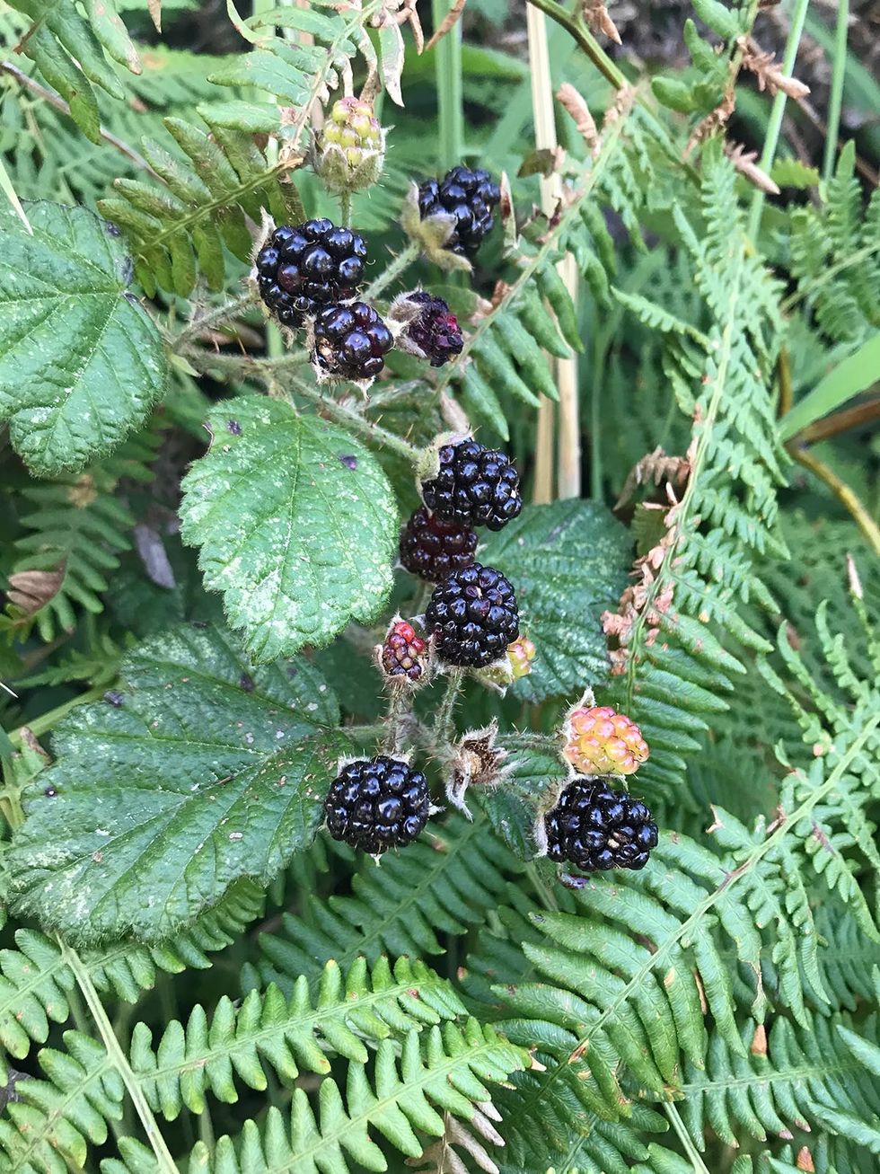 7 Wild Berries You Can Pick and Eat on Your Next Camping Trip - Brit + Co