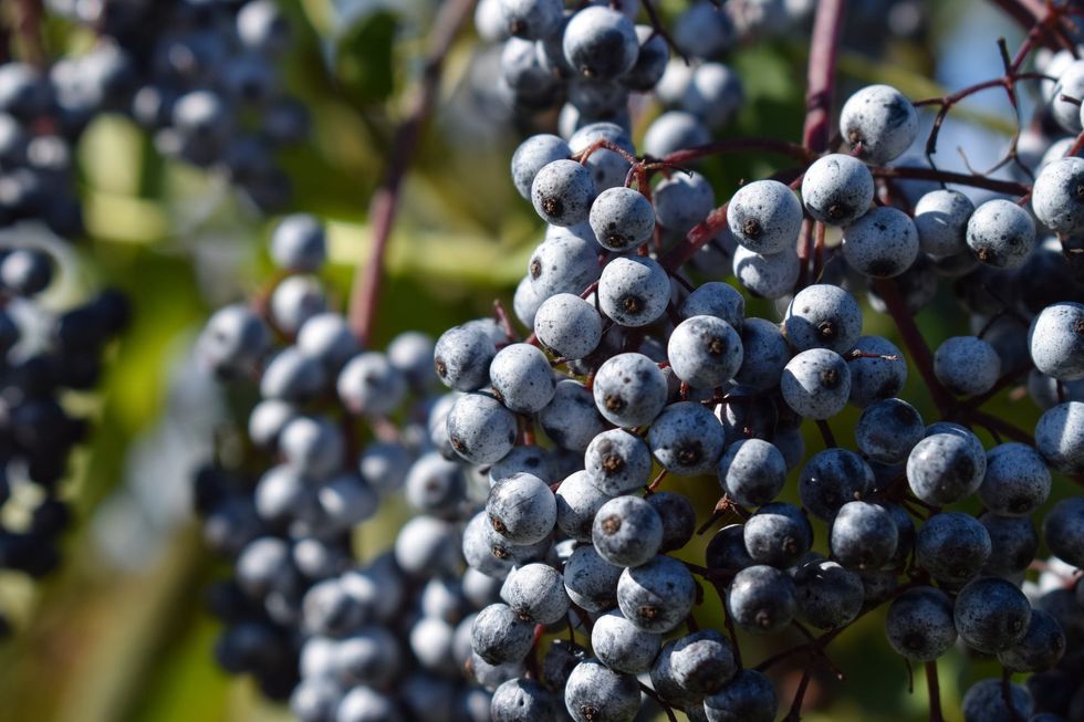 7 Wild Berries You Can Pick and Eat on Your Next Camping Trip - Brit + Co