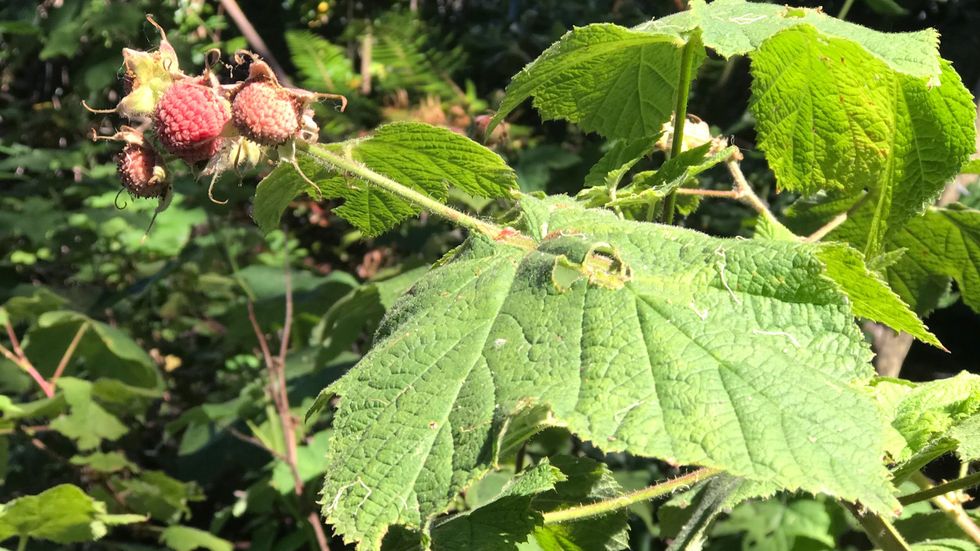 7 Wild Berries You Can Pick and Eat on Your Next Camping Trip - Brit + Co