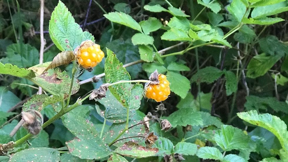 7 Wild Berries You Can Pick and Eat on Your Next Camping Trip - Brit + Co