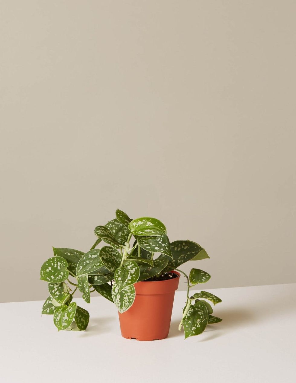 6 Trendy Patterned Plants: Keep Them Thriving! - Brit + Co