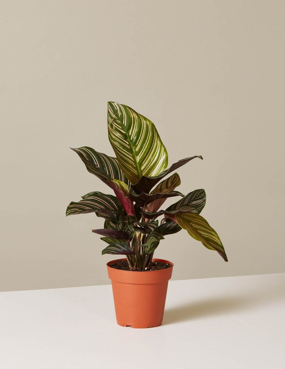 6 Trendy Patterned Plants: Keep Them Thriving! - Brit + Co