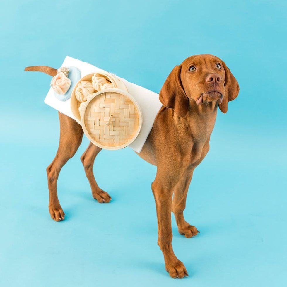 Dress Your Puppy in This Dim Sum Dog Costume for Halloween - Brit + Co