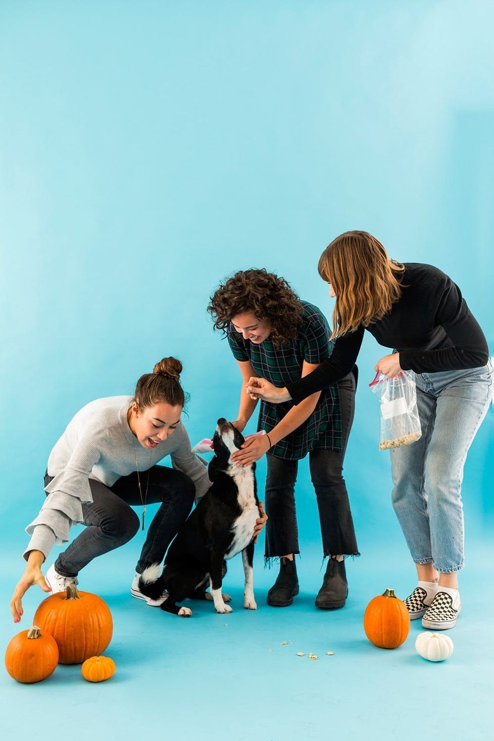 Dress Your Puppy in This Dim Sum Dog Costume for Halloween - Brit + Co