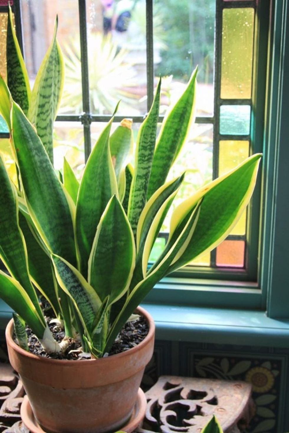20 Weird House Plants You Didn’t Know You Needed - Brit + Co