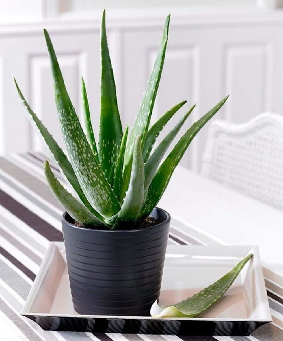 20 Weird House Plants You Didn’t Know You Needed - Brit + Co