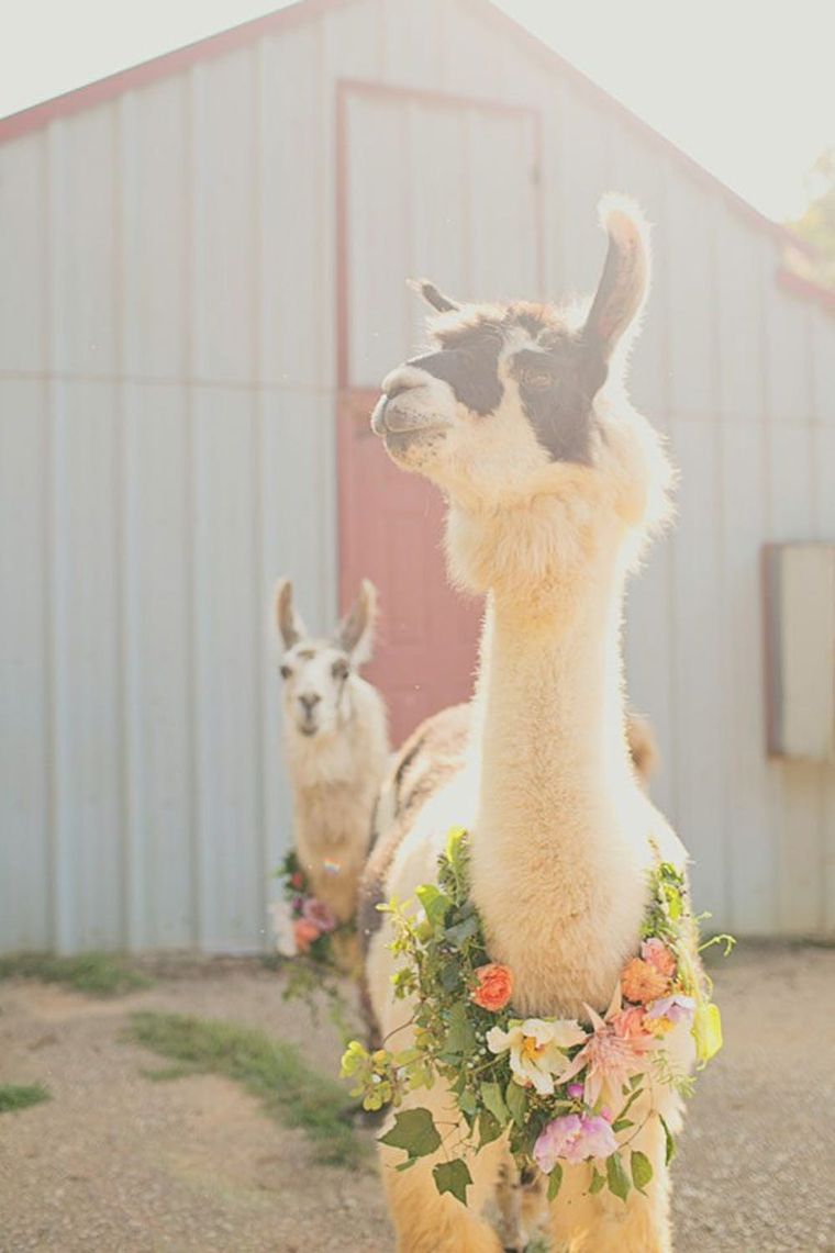 Judging You Llama