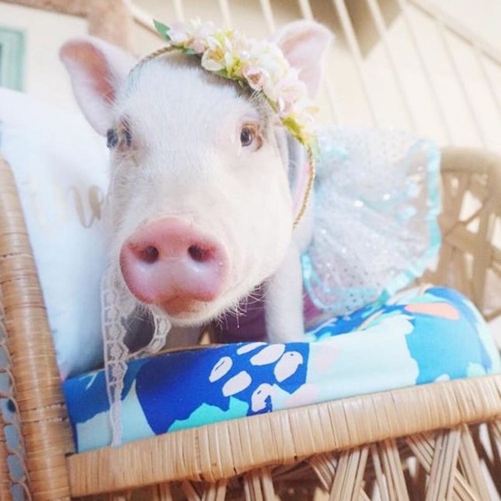 The 15 Cutest Pig-stagram Accounts of 2016 - Brit + Co