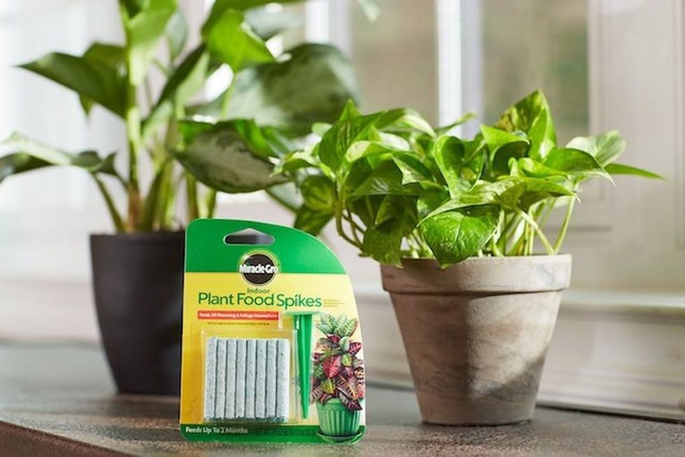 11 Must-Have Lifesavers for the Plant-Challenged - Brit + Co