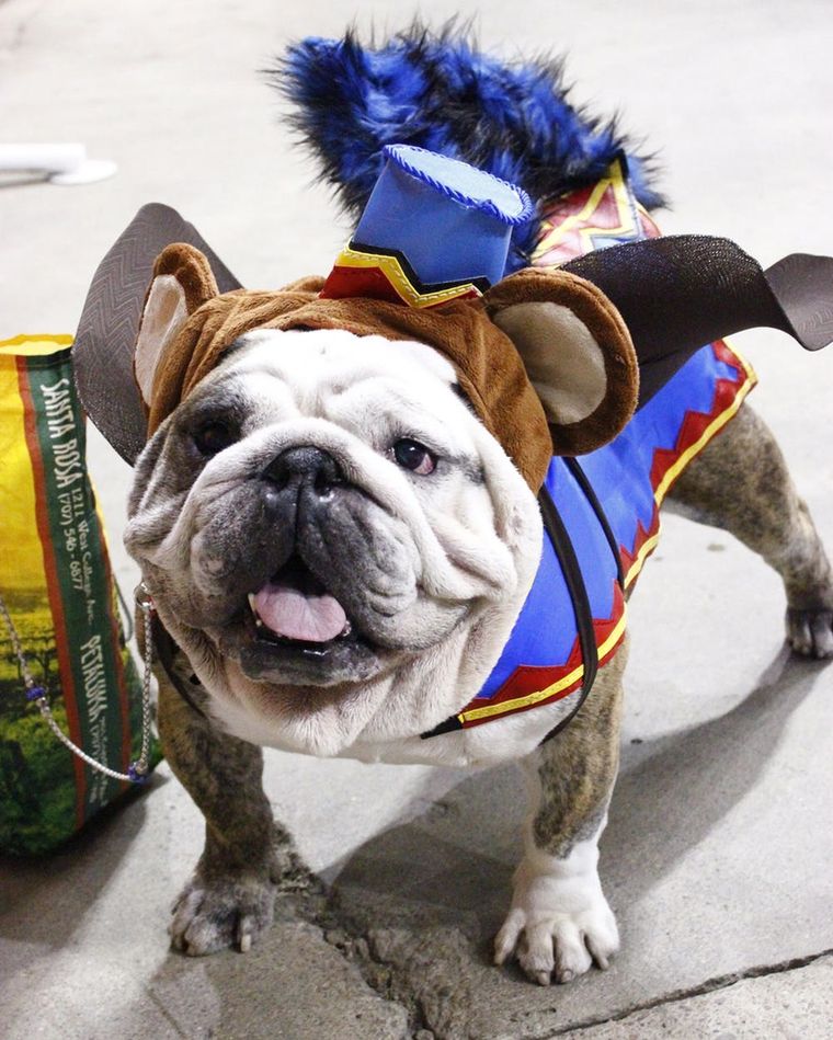 Creative Pet Costumes