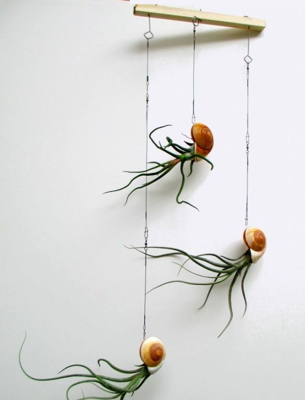 20 Weird House Plants You Didn’t Know You Needed - Brit + Co