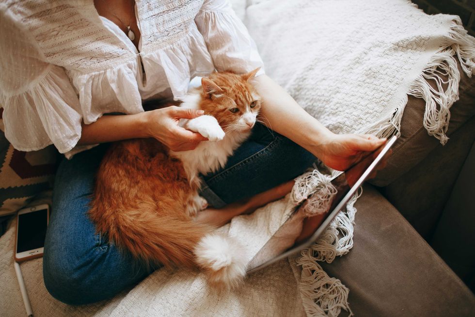Why You Shouldn't FaceTime Your Pet, According To A Vet - Brit + Co