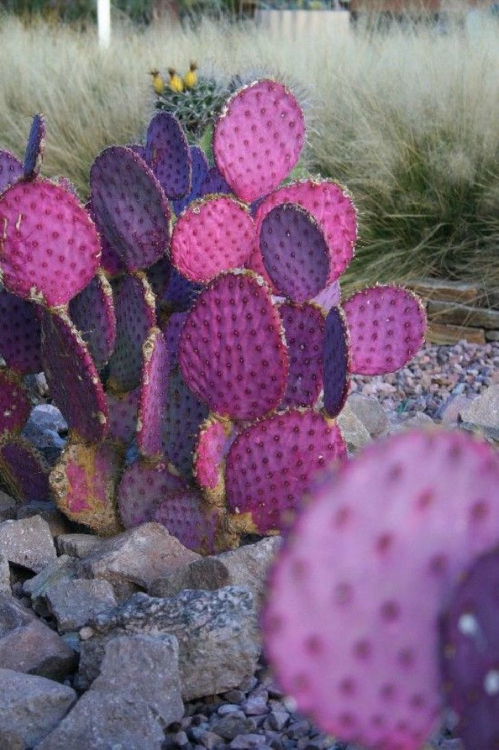 20 Weird House Plants You Didn’t Know You Needed - Brit + Co