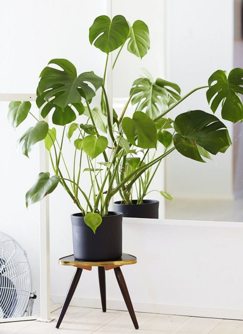 11 Crazy Cool House Plants Trending in 2016 - Brit + Co