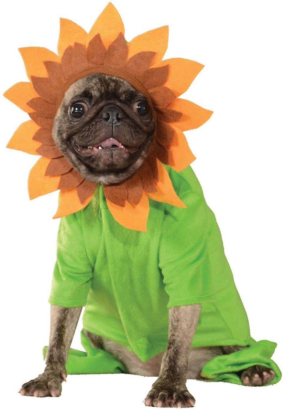 81 Dog Halloween Costume Ideas for Your Pooch - Brit + Co - Brit + Co