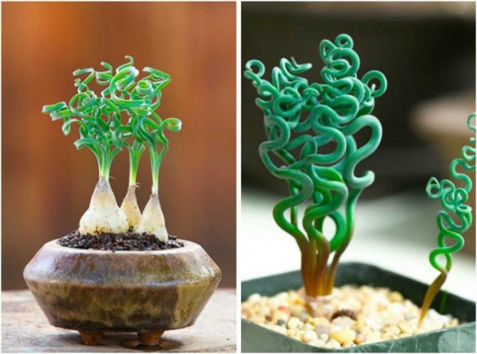 20 Weird House Plants You Didn’t Know You Needed - Brit + Co