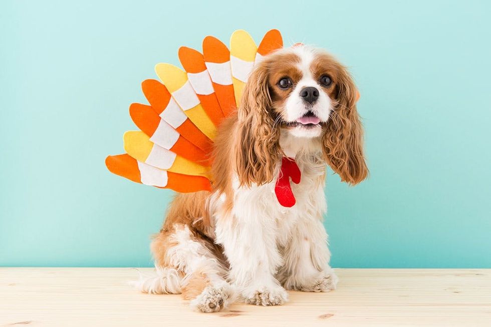 How to Dress Your Dog as a Turkey This Halloween - Brit + Co