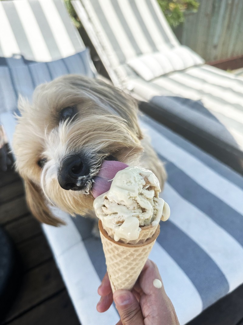 Puppies Eating Ice Cream